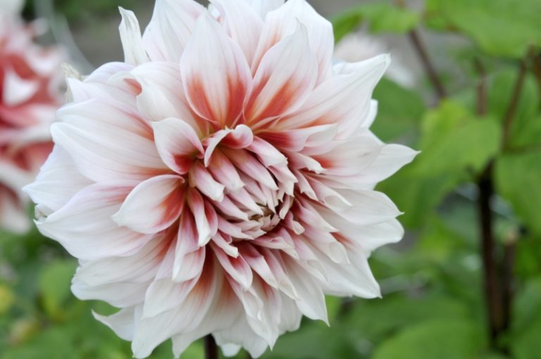 15 Perennials that Grow in Zone 8 - Garden Lovers Club