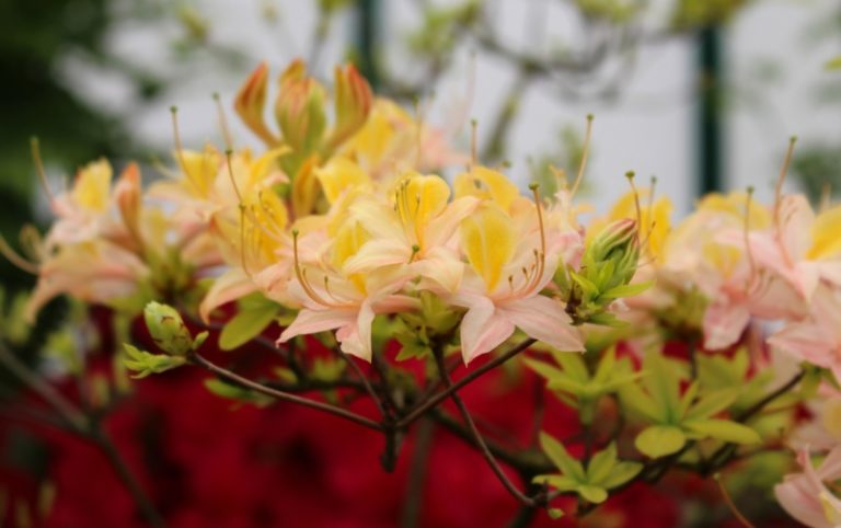 10 Different Types of Azaleas Plants - Garden Lovers Club