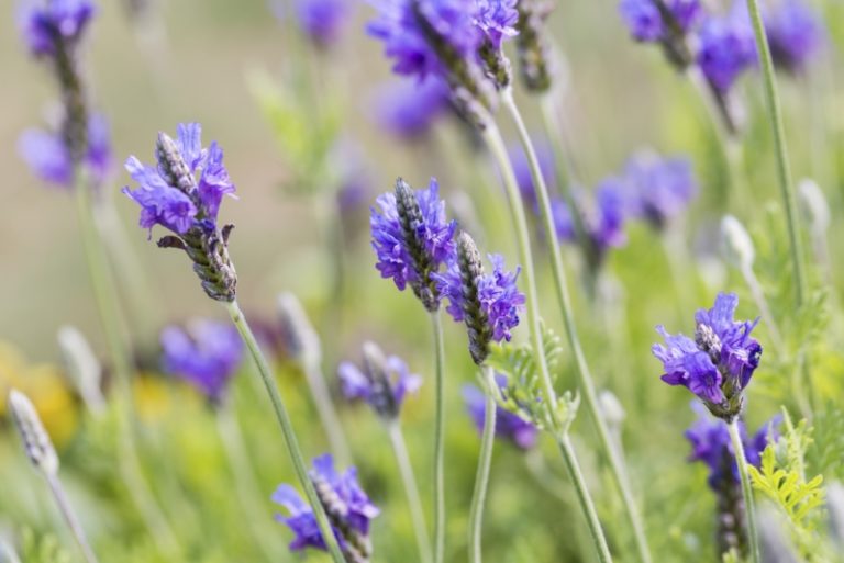 20 Different Types of Lavender Plants - Garden Lovers Club