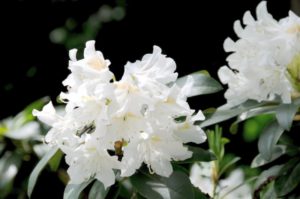10 Different Types of Azaleas Plants - Garden Lovers Club