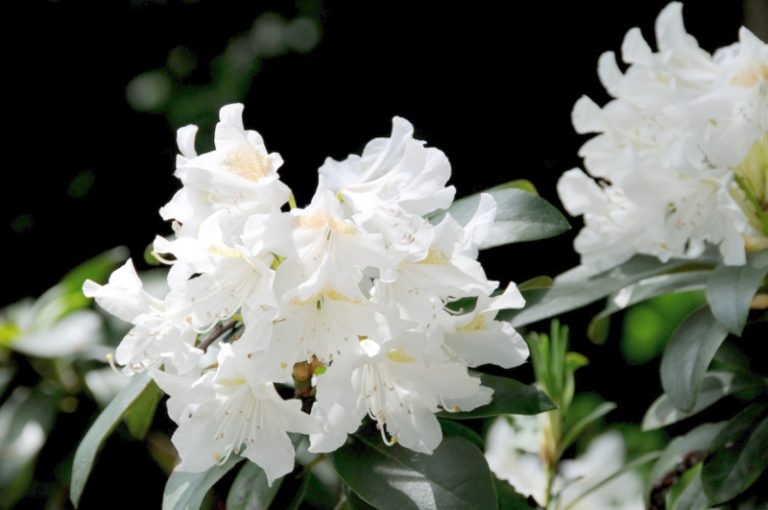 10 Different Types of Azaleas Plants - Garden Lovers Club