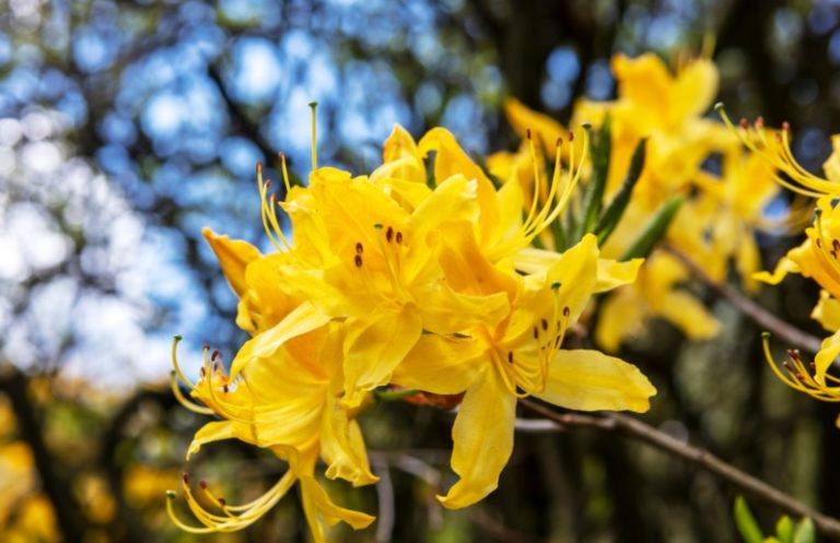 10 Different Types of Azaleas Plants - Garden Lovers Club
