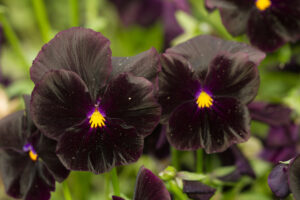 17 Beautiful Different Types of Pansies - Garden Lovers Club