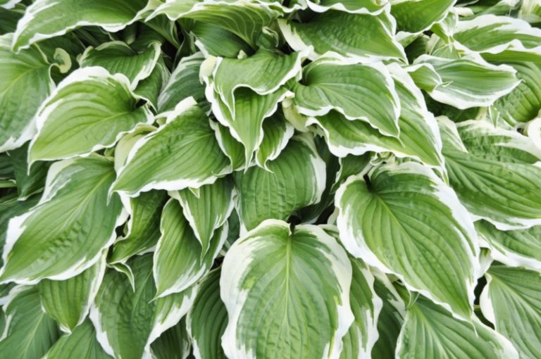 17 Different Types of Hostas - Garden Lovers Club