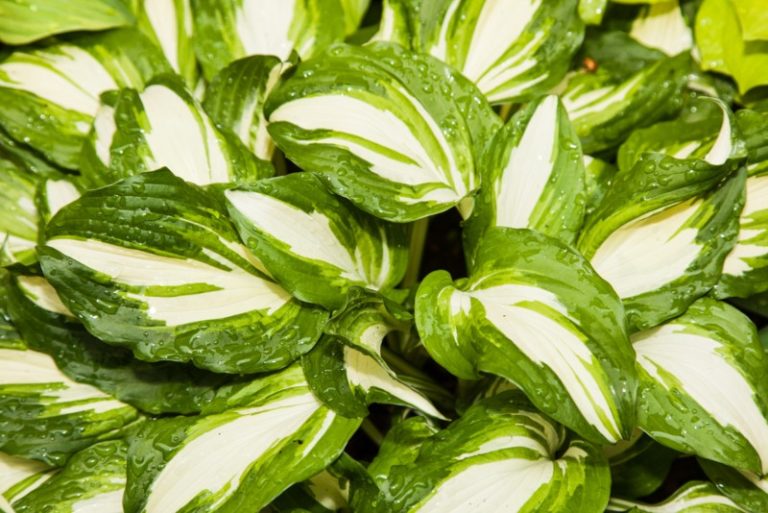 17 Different Types of Hostas - Garden Lovers Club