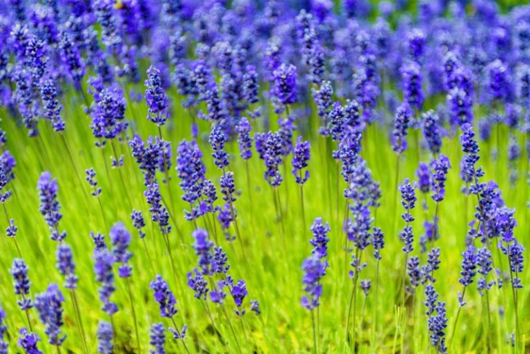 20 Different Types of Lavender Plants - Garden Lovers Club