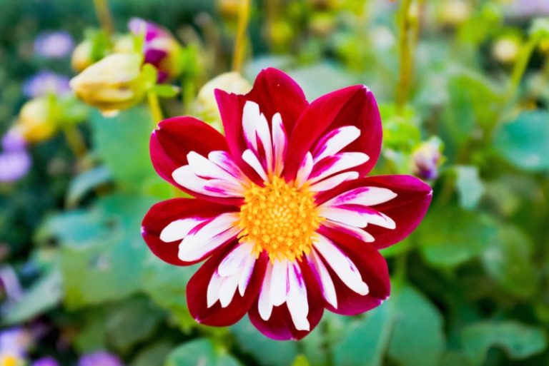 18 Different Types of Dahlias (Photos) - Garden Lovers Club