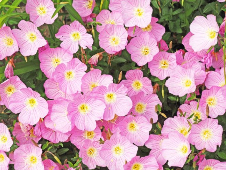 17 Different Types of Primrose Plants - Garden Lovers Club