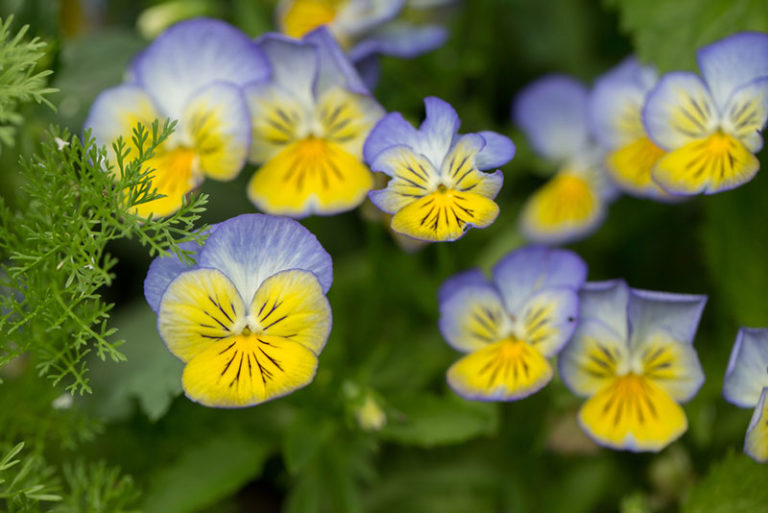 17 Beautiful Different Types of Pansies - Garden Lovers Club
