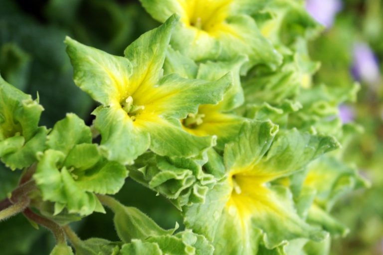 17 Different Types of Primrose Plants - Garden Lovers Club