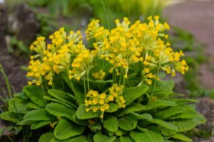17 Different Types of Primrose Plants - Garden Lovers Club