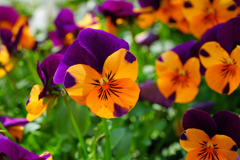 17 Beautiful Different Types of Pansies - Garden Lovers Club
