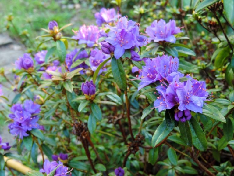 10 Different Types of Azaleas Plants - Garden Lovers Club