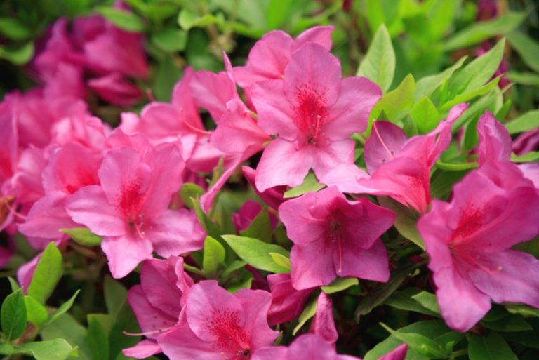 10 Different Types of Azaleas Plants - Garden Lovers Club