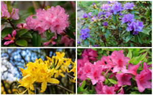 10 Different Types of Azaleas Plants - Garden Lovers Club