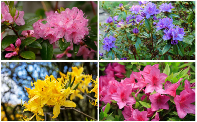 10 Different Types of Azaleas Plants - Garden Lovers Club