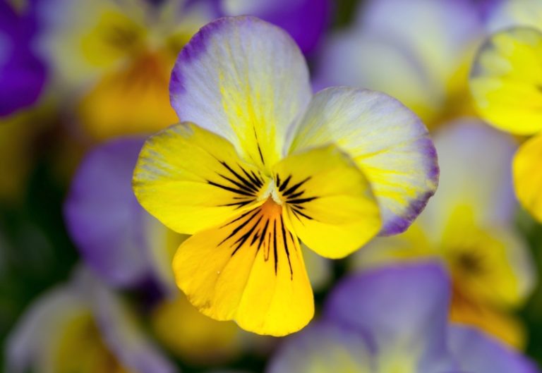 15 Perennials that Grow in Zone 6 - Garden Lovers Club