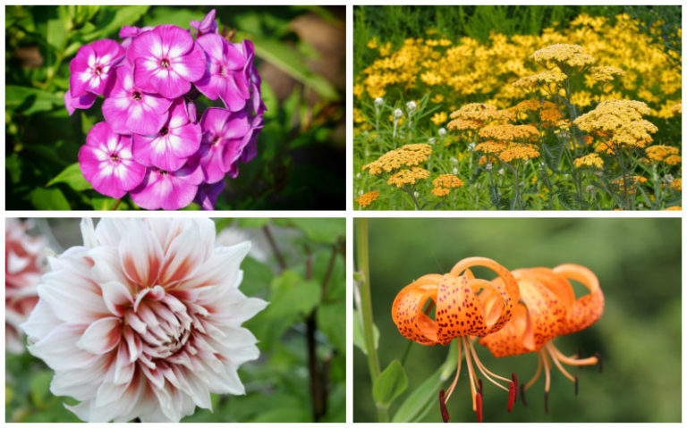 15 Perennials that Grow in Zone 4 - Garden Lovers Club