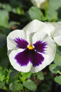 17 Beautiful Different Types of Pansies - Garden Lovers Club