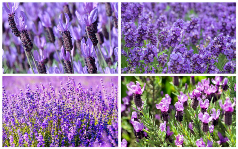 20 Different Types of Lavender Plants - Garden Lovers Club