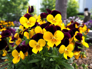 Tips on Growing and Caring for Pansies - Garden Lovers Club