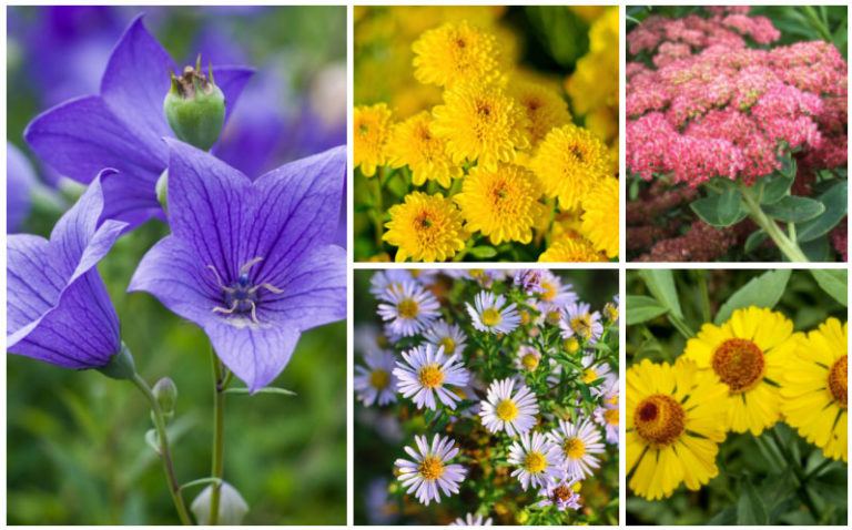 15 Beautiful Fall Blooming Perennials - Garden Lovers Club