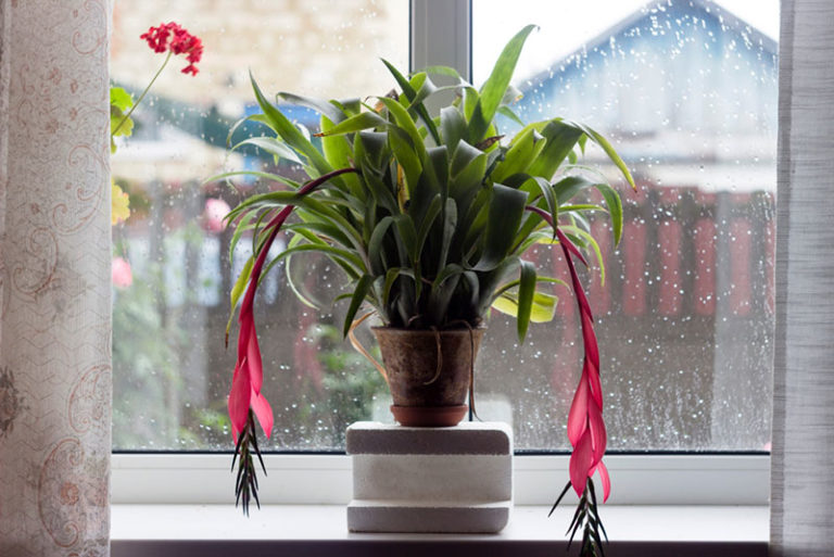 Queen's Tears: Growing and Caring for Queen's Tears - Garden Lovers Club