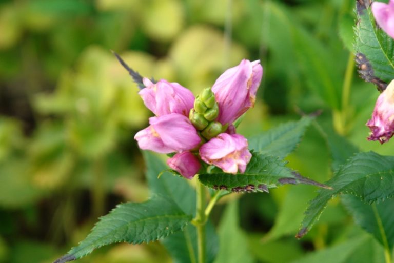 10 Perfect Dwarf Perennials (Photos) - Garden Lovers Club
