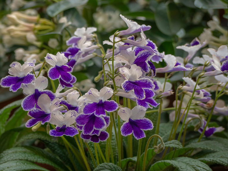 Growing Gorgeous Cape Primrose (Streptocarpus) - Garden Lovers Club