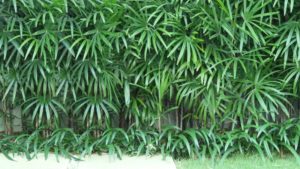 15 Perfect Small Florida Palm Trees - Garden Lovers Club