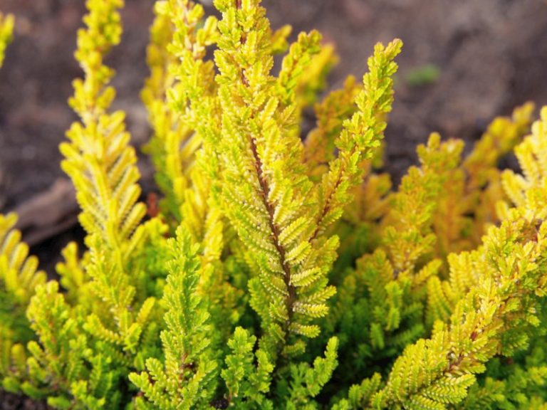 Different types of Heathers and Heaths - Garden Lovers Club
