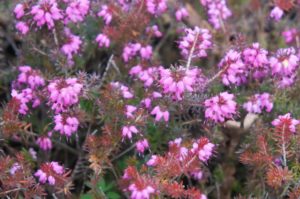 Different types of Heathers and Heaths - Garden Lovers Club