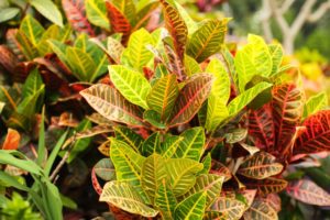 35 Beautiful Florida Shrubs - Garden Lovers Club