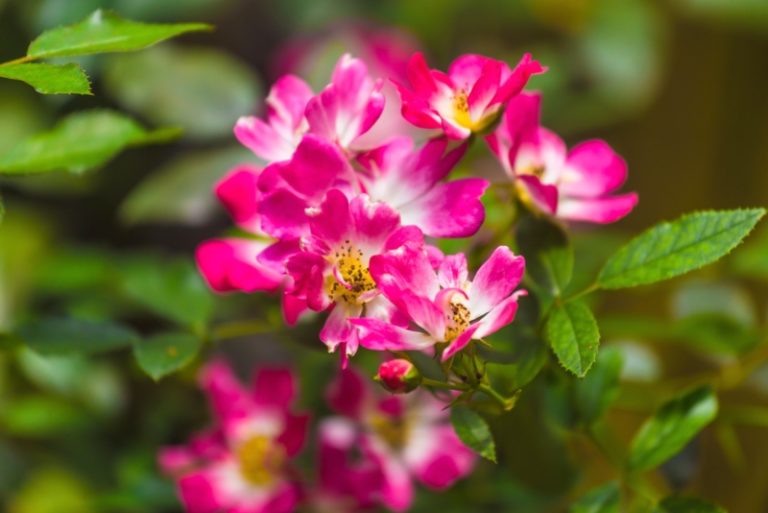 35 Beautiful Florida Shrubs - Garden Lovers Club