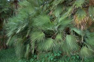 15 Perfect Small Florida Palm Trees - Garden Lovers Club
