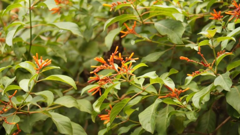 17 Perfect Texas Perennials (North and South Texas) - Garden Lovers Club