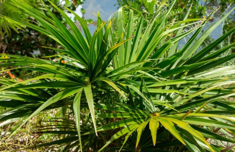 15 Perfect Small Florida Palm Trees - Garden Lovers Club