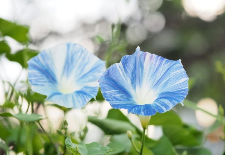 13 Different Types of Morning Glory (Photos) - Garden Lovers Club