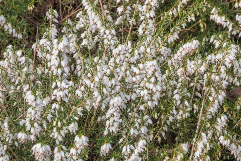 Different types of Heathers and Heaths - Garden Lovers Club