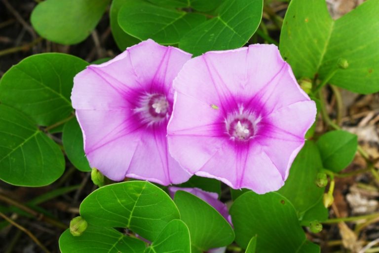 13 Different Types of Morning Glory (Photos) - Garden Lovers Club