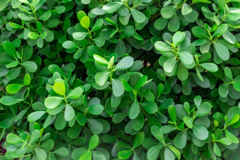 35 Beautiful Florida Shrubs - Garden Lovers Club