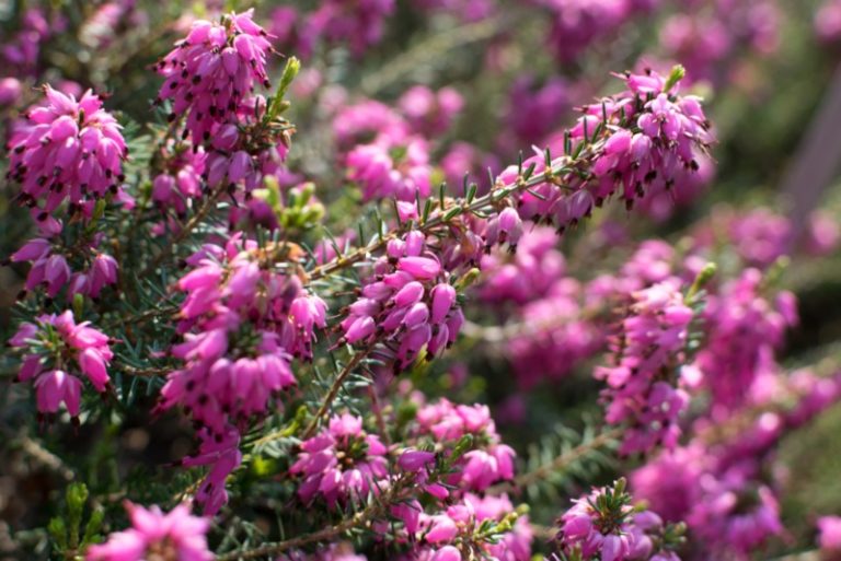 Different types of Heathers and Heaths - Garden Lovers Club