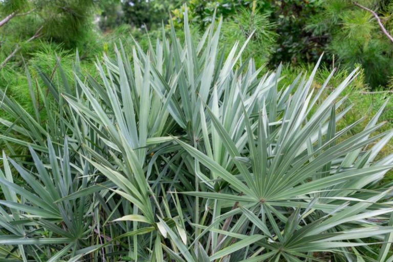 15 Perfect Small Florida Palm Trees - Garden Lovers Club