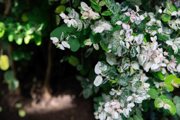 35 Beautiful Florida Shrubs - Garden Lovers Club
