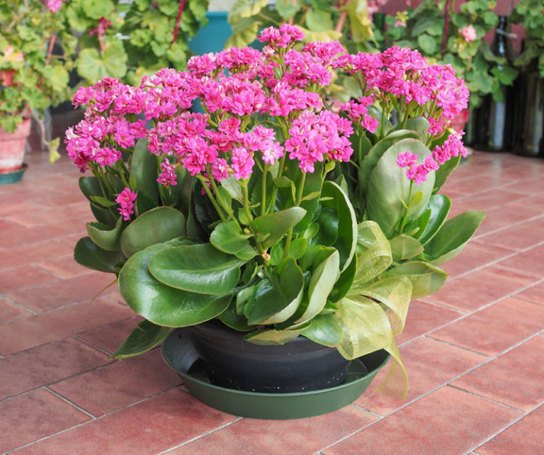 How to Get Kalanchoe to Bloom - Garden Lovers Club