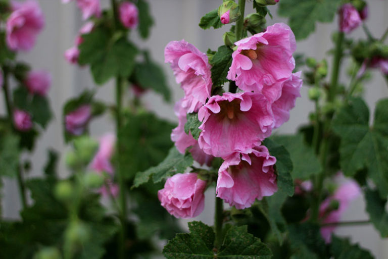 18 Perfect Hardy Perennials - Garden Lovers Club