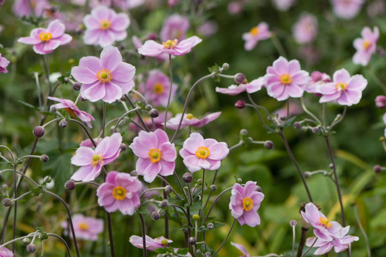 How to Plant and Grow Anemone (Growing Guide) - Garden Lovers Club