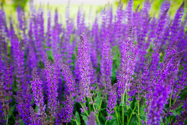 18 Perfect Hardy Perennials - Garden Lovers Club