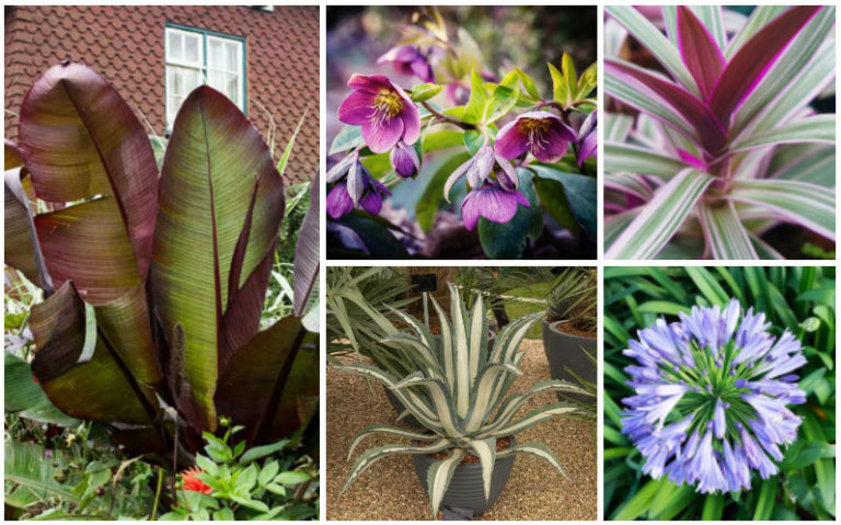 17 Perfect Texas Perennials (North and South Texas) - Garden Lovers Club
