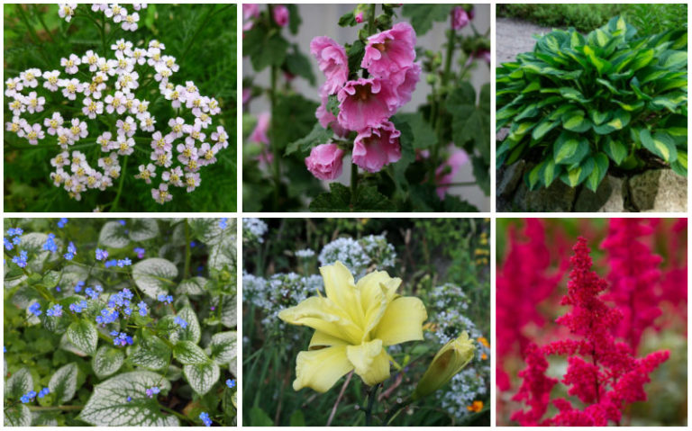 10 Fantastic Trailing Perennials - Garden Lovers Club